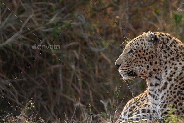 Side profile of a male leopard, Panthera pardus. Stock Photo by Mint_Images