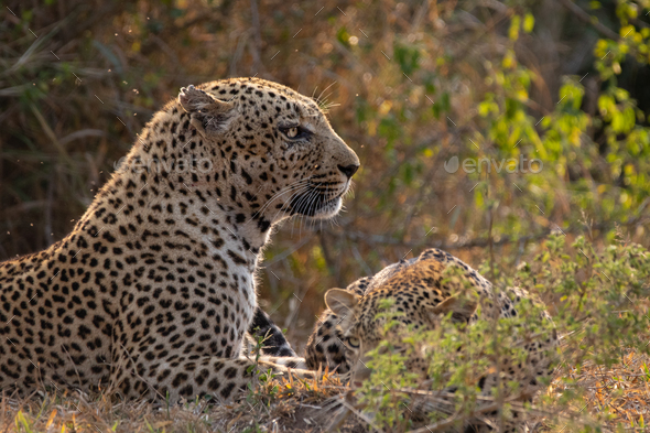 A male and female leopard, Panthera pardus, lie together in the grass ...