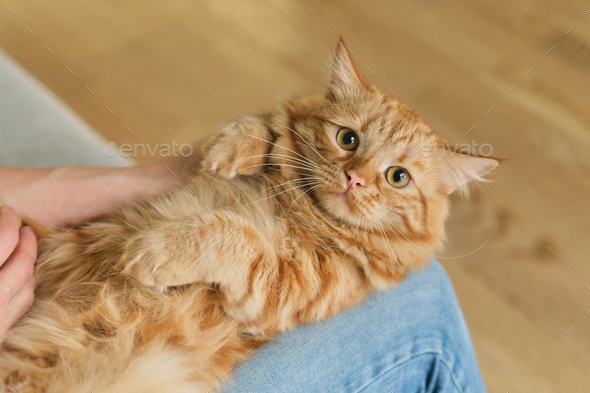 Top view on fat ginger cat lying on knees. cute cat being hold by woman ...