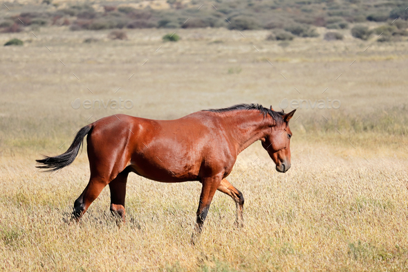 Free-range horse in grassland Stock Photo by EcoSound | PhotoDune