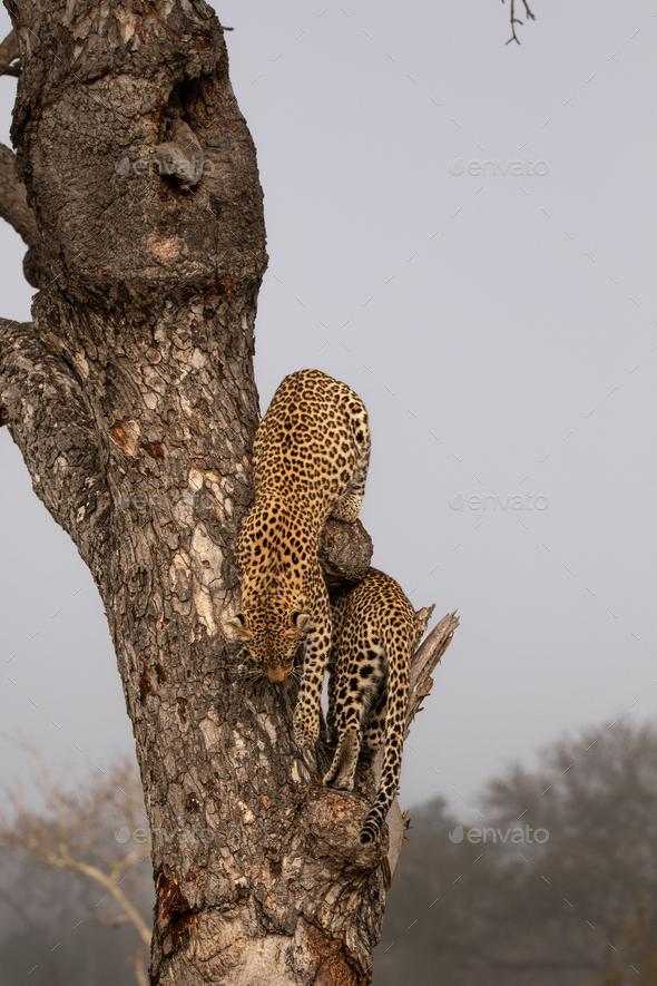 Two young female leopards, Panthera pardus, climb a tree. Stock Photo ...