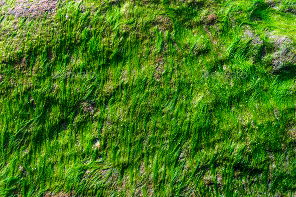 Green algae growing on rock surface Stock Photo by irfanmnur | PhotoDune