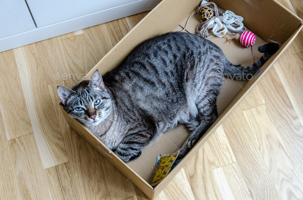 grey tabby cat inside a cardboard box looking at camera Stock Photo by ...