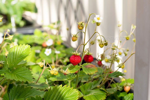 Organic red berries and flowers of wild alpine strawberry plant growing ...