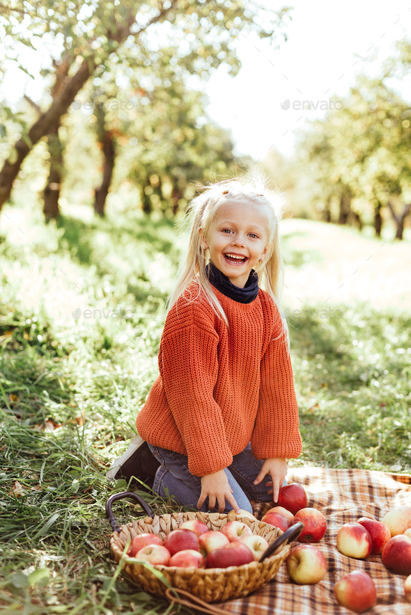 Child picking apples on farm in autumn. Little girl playing in apple ...