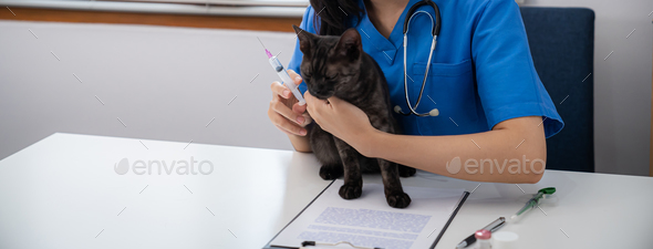 Vet surgeon. Cat on examination table of veterinarian clinic ...