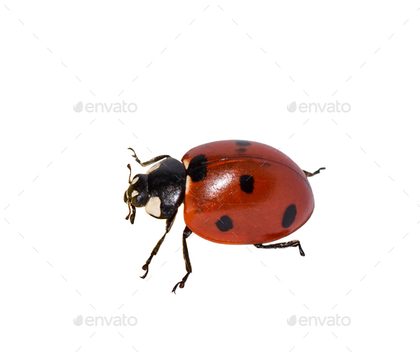 Side closeup macro view of red ladybug isolated cutout Stock Photo by ...