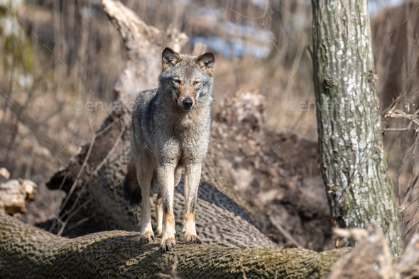 Wolf sit on a fallen tree in the forest up close. Wild animal in the ...