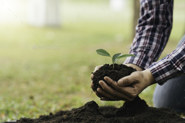 Planting a tree. Close up on young man planting the tree while working ...
