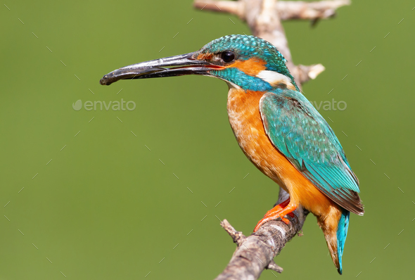 Common kingfisher, Alcedo atthis. A male bird with his prey sits on a ...