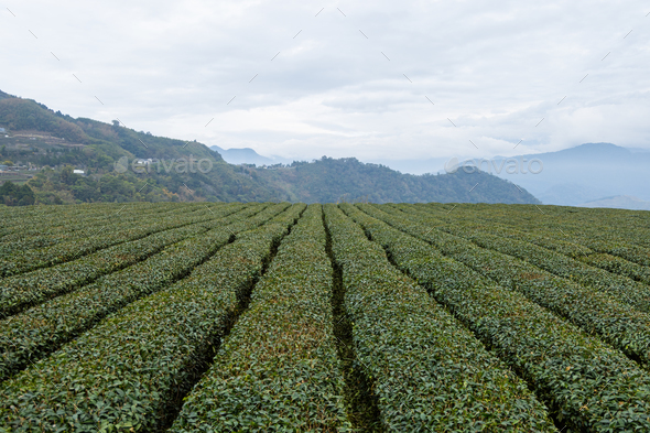 Tea field in Shizhuo Trails at Alishan of Taiwan Stock Photo by leungchopan