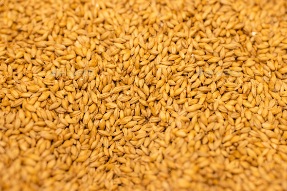 Stack of the barley pattern Stock Photo by leungchopan | PhotoDune