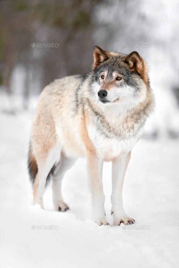 Wolf looking away on snow covered landscape in forest Stock Photo by kjekol