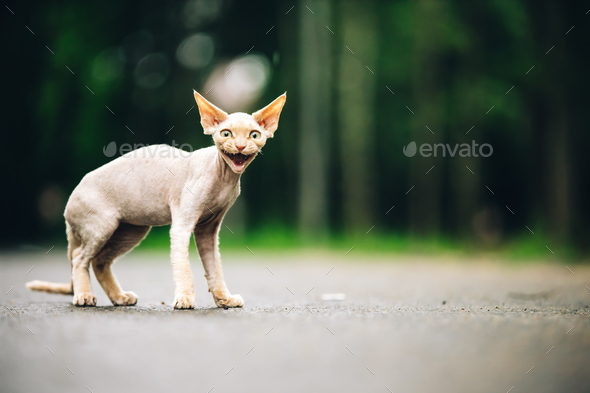 Curious Funny Cute Beautiful Playful Devon Rex Cat Looking At Camera ...