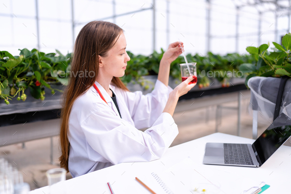 Fruit scientist researcher checking quality strawberry plant improve ...