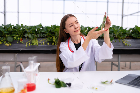 Fruit scientist researcher checking quality strawberry plant improve ...