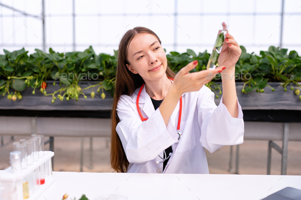 Fruit scientist researcher checking quality strawberry plant improve ...