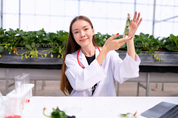 Fruit scientist researcher checking quality strawberry plant improve ...