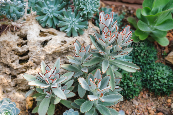 Succulents plants in botanic garden Stock Photo by Farknot | PhotoDune