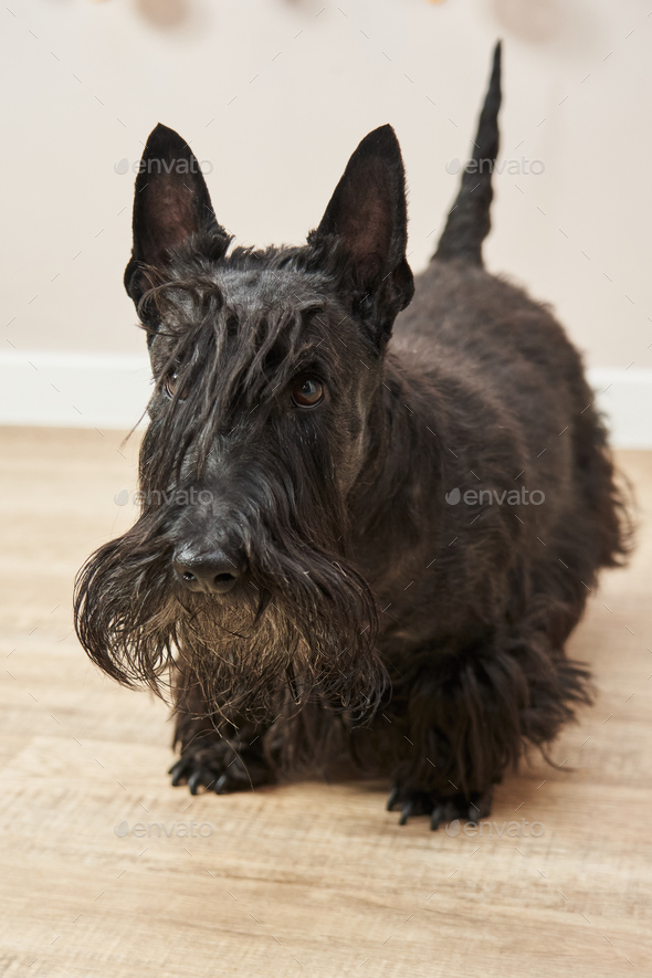beautiful black dog with a beard on short legs. black scottish terrier ...