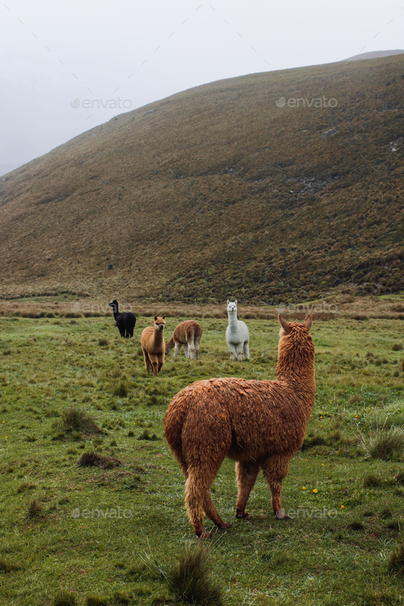 Group of Lamas, a native animal of South American Countries such as ...