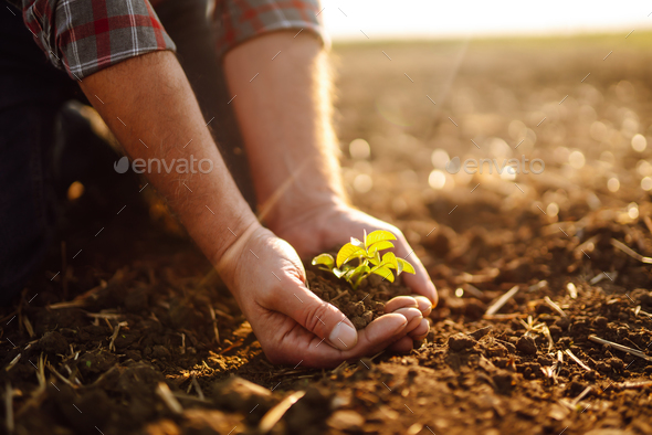 Male hands touching soil on the field. Expert hand of farmer checking ...