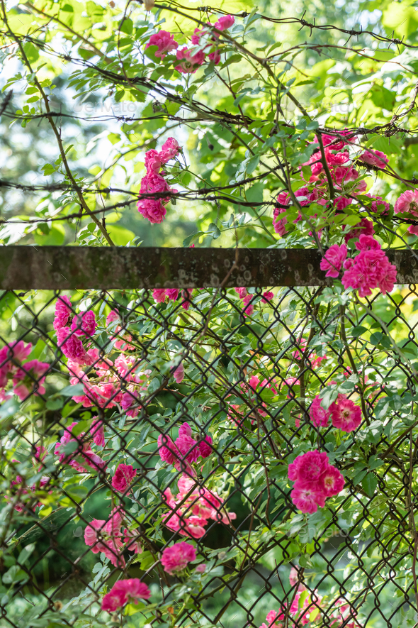 Climbing pink roses wrapped around a mesh metal fence with barbed wire ...