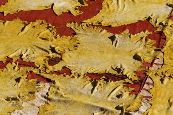 Dyed leather being dried under the sun. Traditional leather tannery in ...