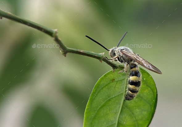 Scoliidae wasp, Yellow Hairy Flower Wasp Stock Photo by Azrin90 | PhotoDune