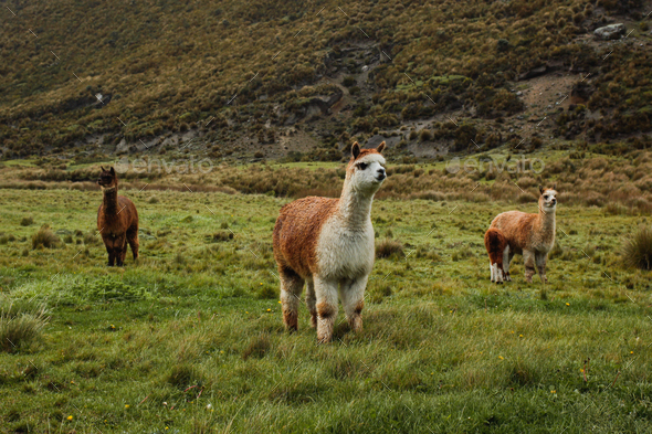 Cute Lamas in the green grasslands of Andes Mountains in Ecuador Stock ...