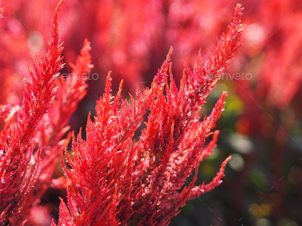 Cocks comb, Foxtail amaranth, red color Celosia argentea AMARANTHACEAE ...