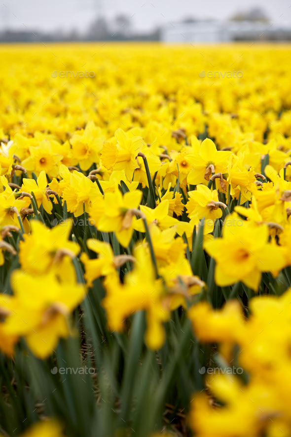 Yellow daffodils flowers field, narcissus flower on the field Stock ...