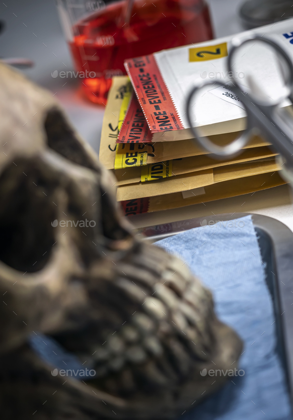 Skull adult person in murder investigation in a forensic laboratory ...