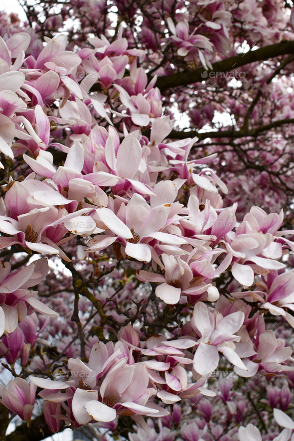 Magnolia tree in full bloom Stock Photo by fsyfe | PhotoDune