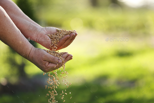 women's hands pour wheat grains through their fingers. Spring harvest ...