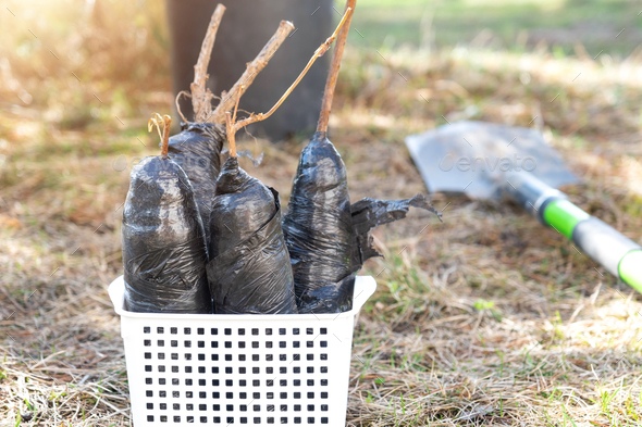 Seedlings of fruit bushes and trees in tubes, ready to plant in the ...