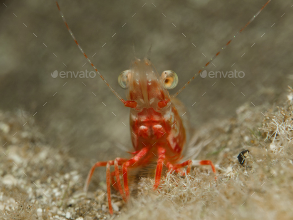 Common prawn at night Stock Photo by SakisLazarides | PhotoDune
