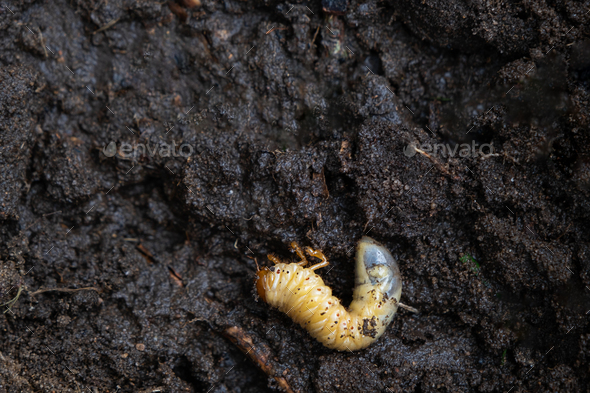 Larva of the underground pest of the vegetable garden - mole cricket ...