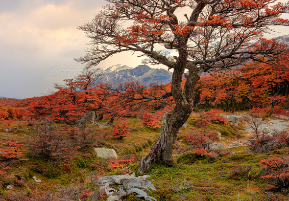 View on the mountains through the branches of a beech tree. Andes ...