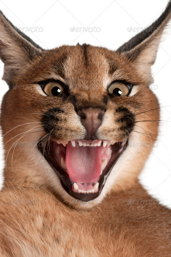 Close-up of Caracal hissing, Caracal caracal, 6 months old, in front of ...