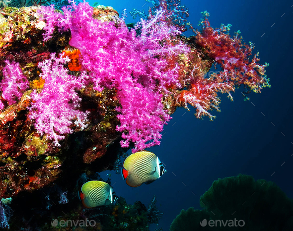 Colorful sea life underwater, shallow underwater seascape Stock Photo ...