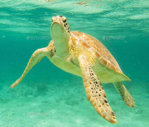 Turtle underwater in blue ocean with light Stock Photo by TravelSync27