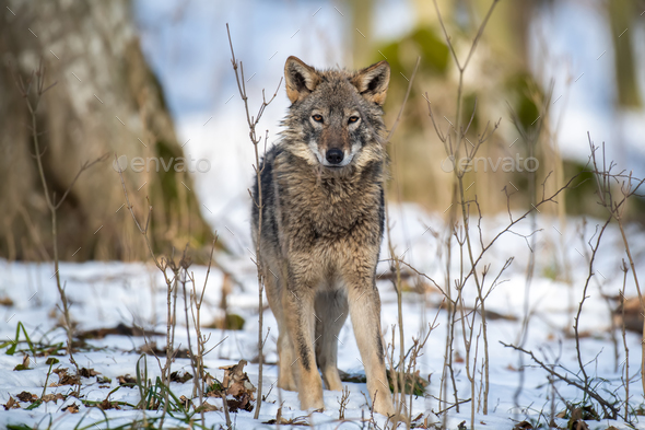 Wolf in the forest up close. Wild animal in the natural habitat Stock ...