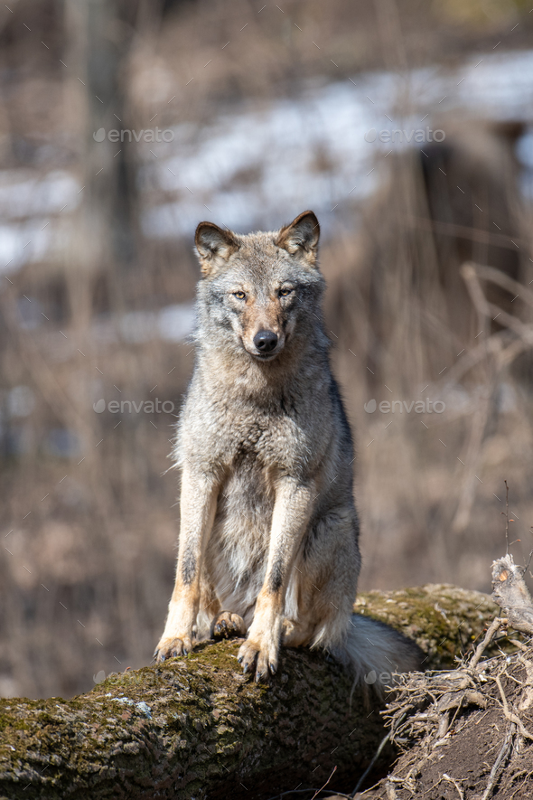 Wolf sit on a fallen tree in the forest up close. Wild animal in the ...
