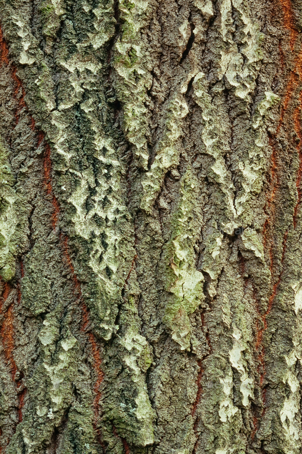 White Poplar Populus alba bark background closeup Stock Photo by pilens