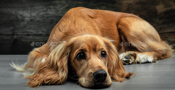 Cocker Spaniel Puppy laying down on a dark background, Long banner ...