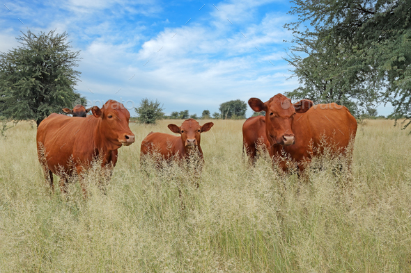 Free-range cows in native grassland Stock Photo by EcoSound | PhotoDune