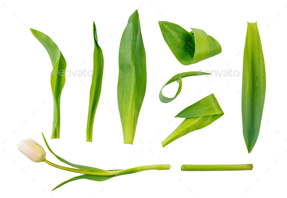 Tulip flower parts with stem and leaves floral collection isolated on ...