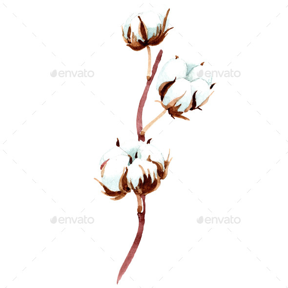 Cotton botanical flower. Watercolor background illustration. Isolated ...