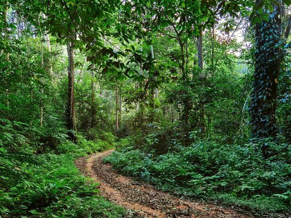Path in a Rainforest, Usambara Mountains, Tanzania Stock Photo by wirestock